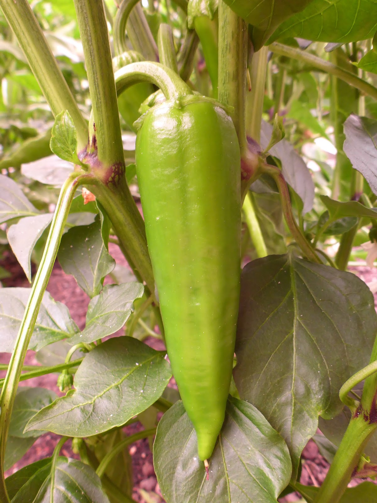 From Seed To Table: Pepper Progress Report
