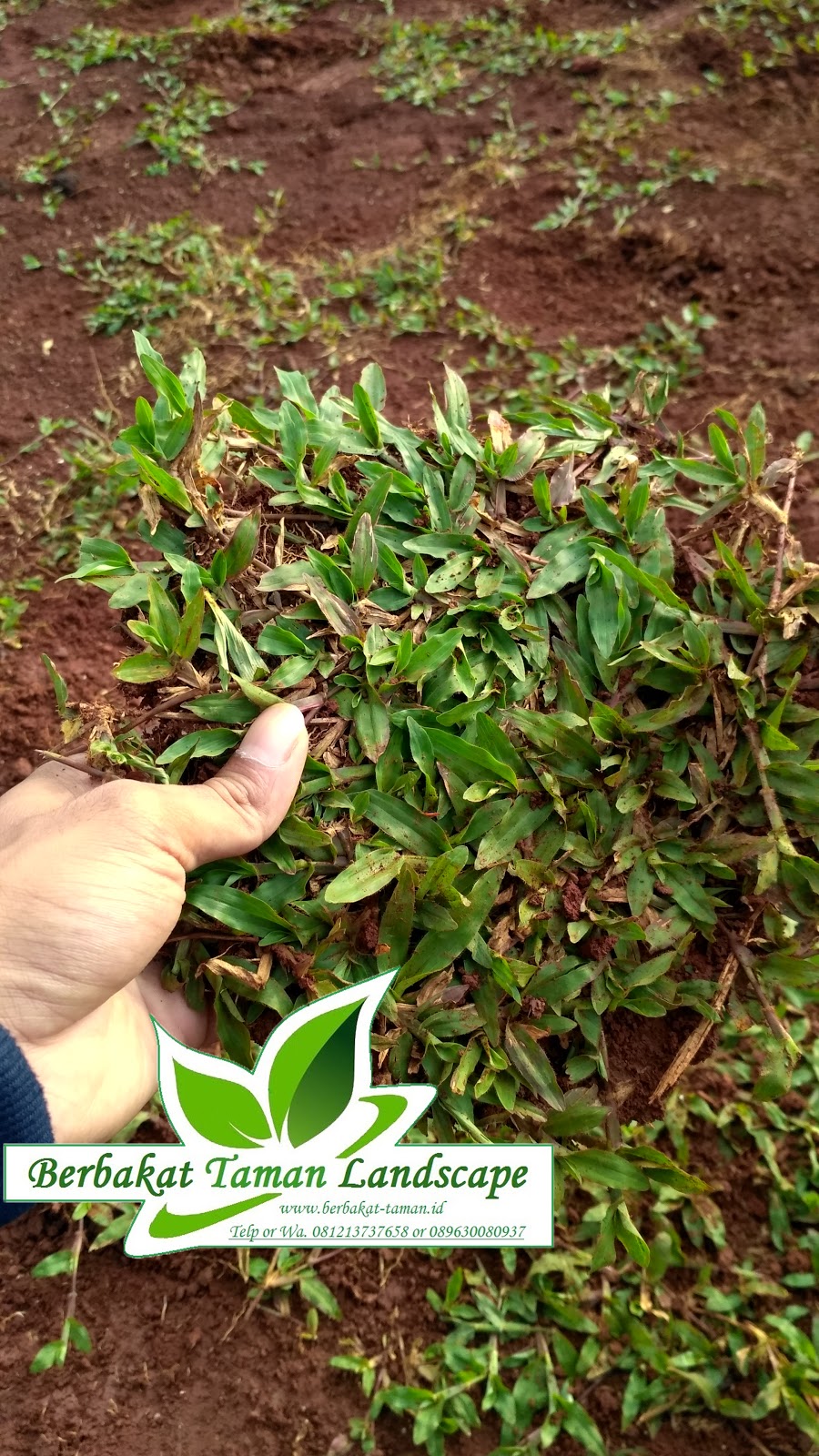 Jual Rumput Gajah Biasa Murah | Rumput Gajah Paitan | Rumput Gajah ...