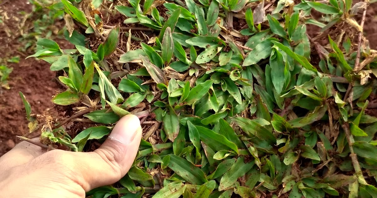 Jual Rumput Gajah Biasa Murah | Rumput Gajah Paitan | Rumput Gajah ...