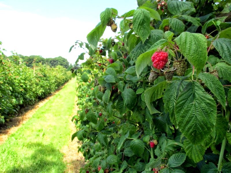 Berry Picking at Peterley Manor Farm | Pretty and Polished