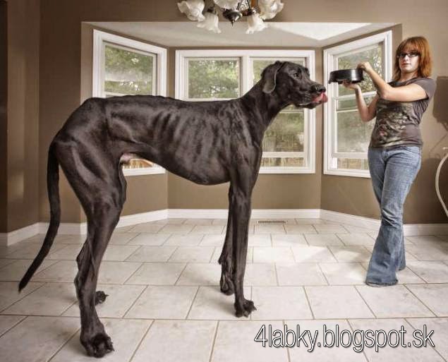 10 najväčších plemien psov na svete | 4 LABKY