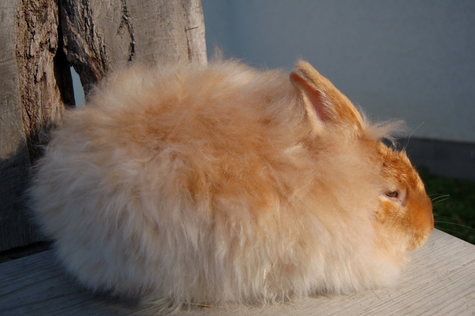 Tulipán Angóra: Our Satin Angora Rabbits