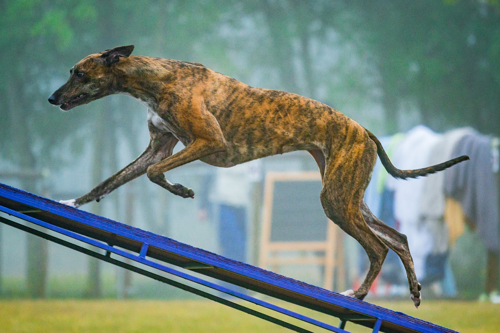 Apex Agility Greyhounds