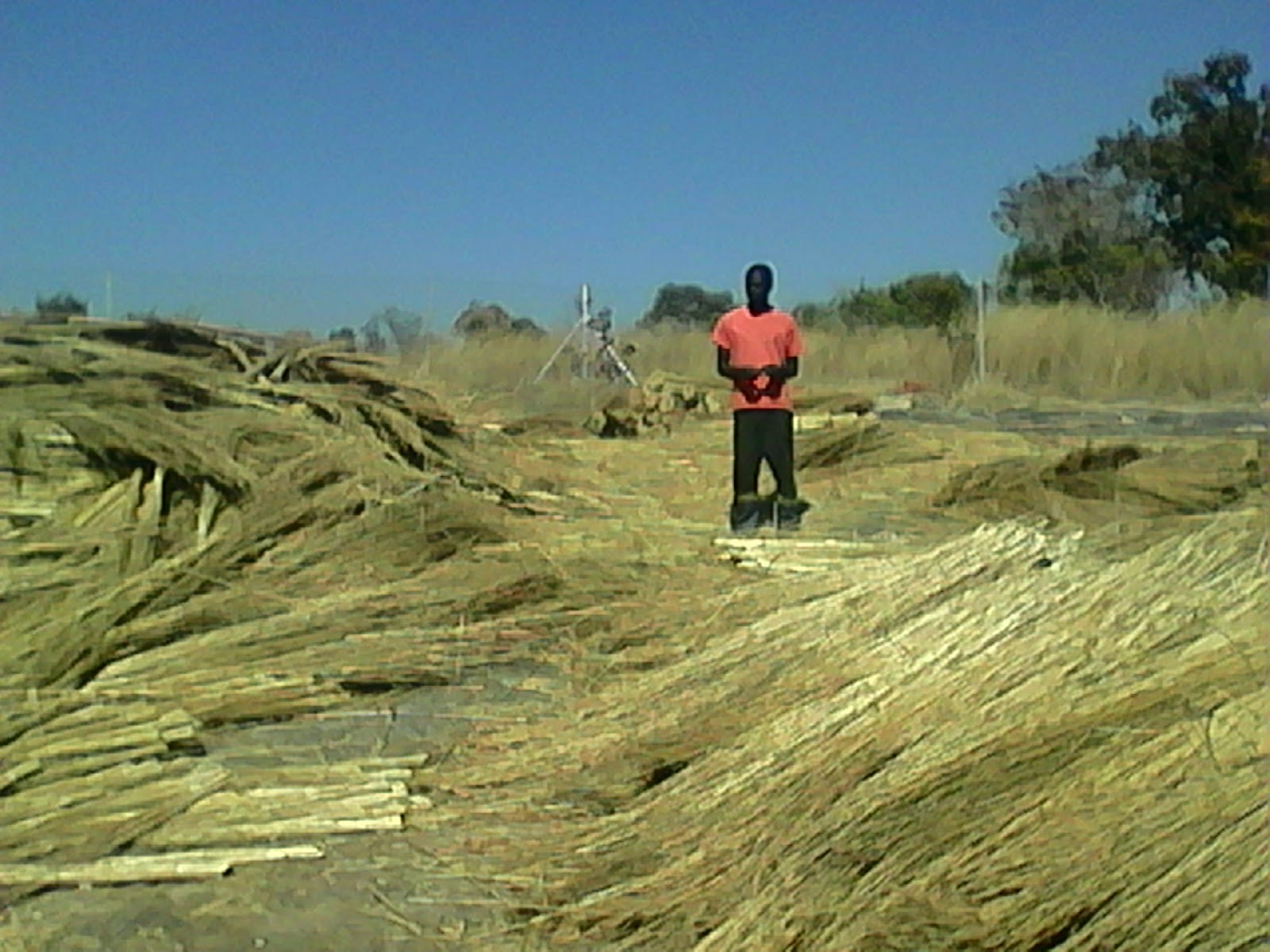 We sell thatching grass in Zimbabwe: cell 0773974777 or 0772389998