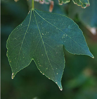 Hoja Lobulada (lobata) - Botánica integra
