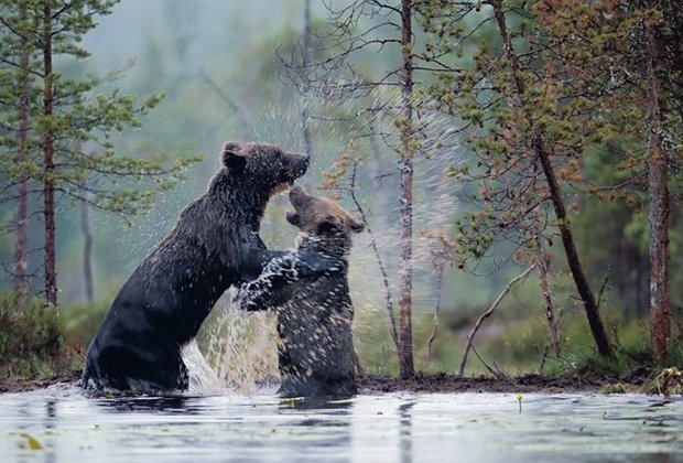 Amazing Wildlife New Photography 2011 | All Amazing