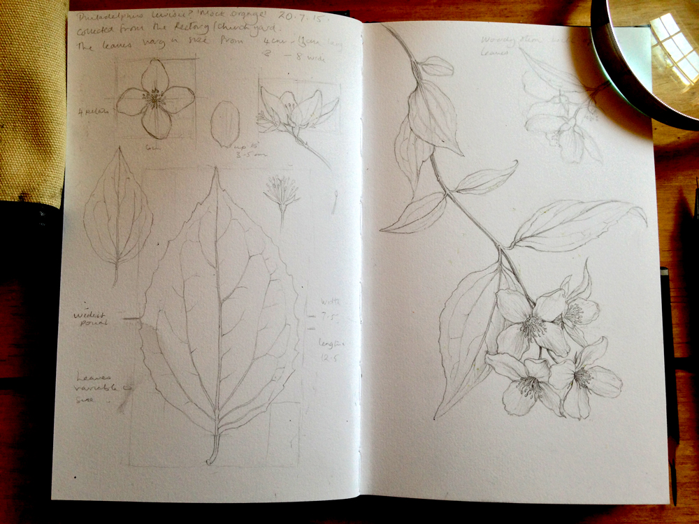 Botanical Sketchbook Collective: Botanical Sketchbook Course, Artist ...