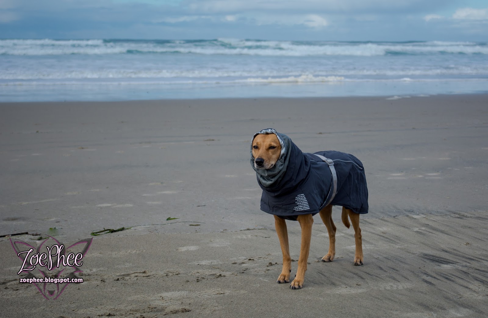 ZoePhee: The New Extreme Warmer Dog Coat by Hurtta!