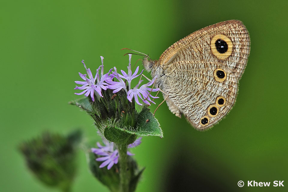 Butterflies of Singapore: Favourite Nectaring Plants #12