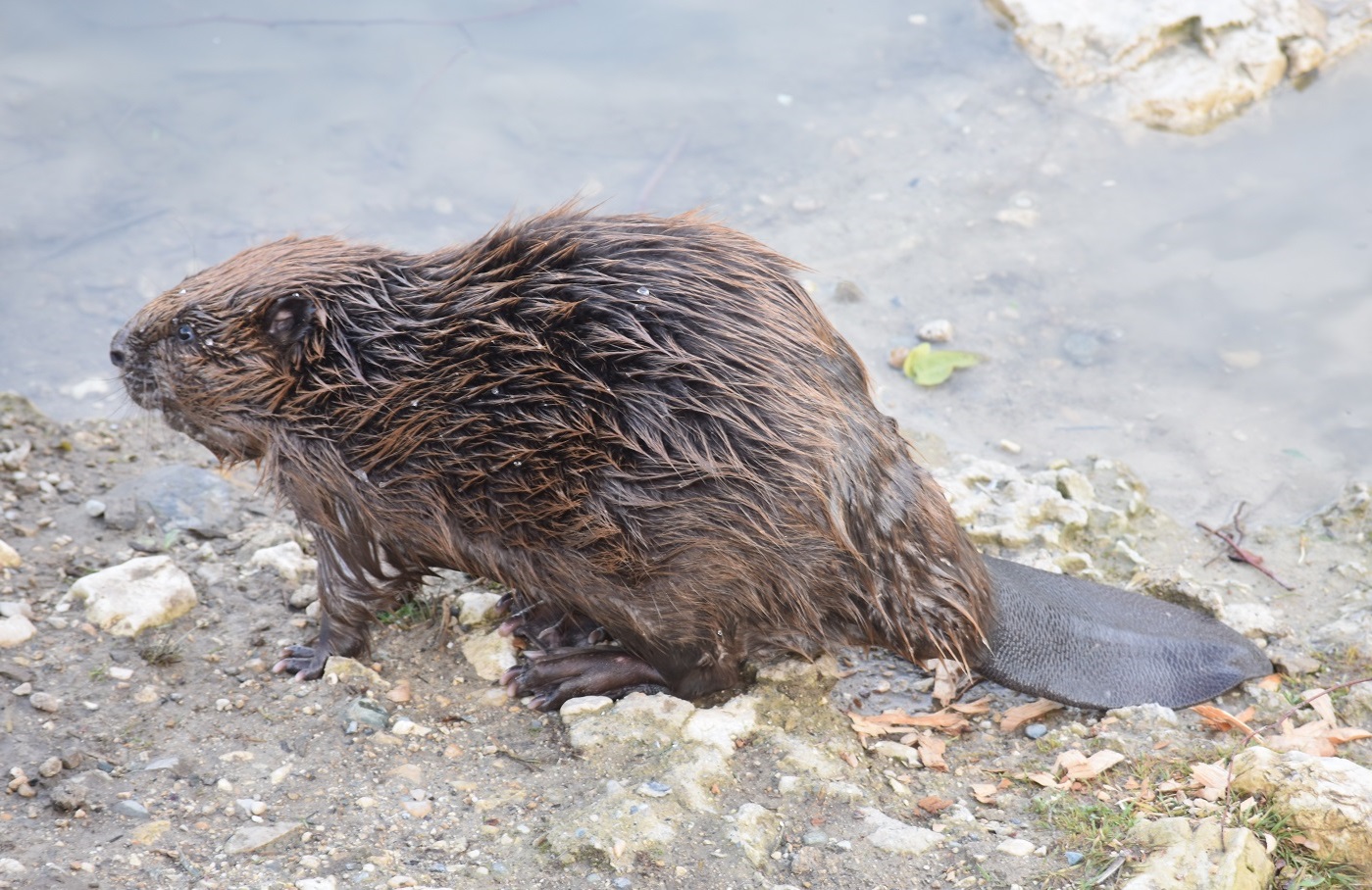 ZOOTOGRAFIANDO (6.100 ANIMALS): CASTOR EUROPEO / EURASIAN BEAVER ...