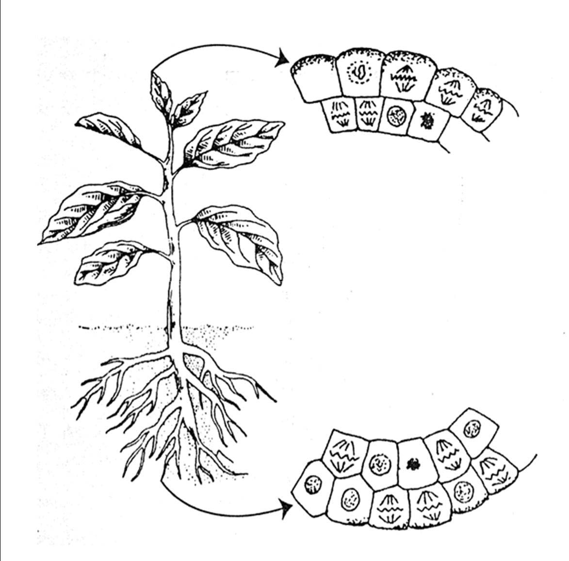 Cell Division Coloring Pages