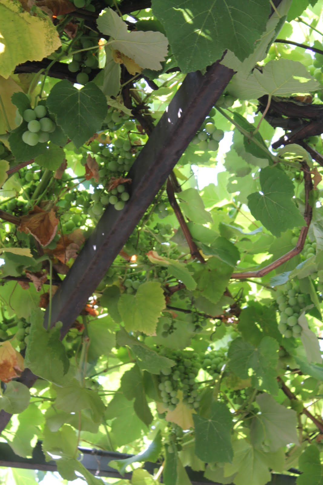 Emi and Kyle Heart Food: Beautiful and Boozy Kotor, Montenegro