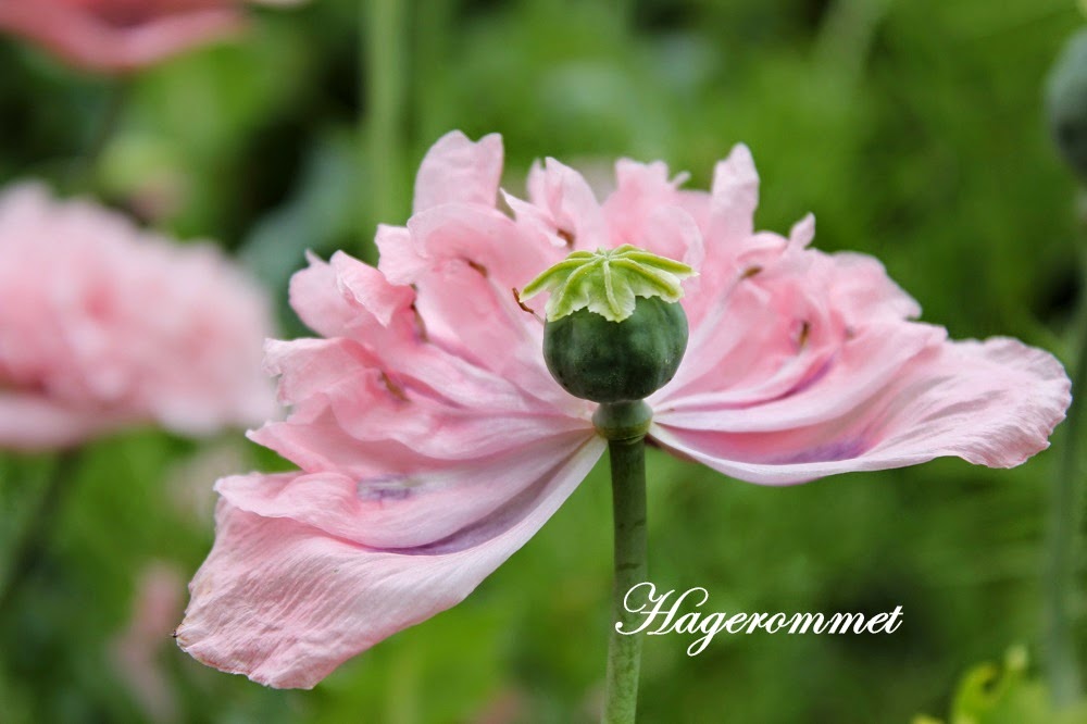 Hagerommet: Tyll-skjørt i sommervind....