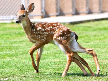 Crazy Deformed Animals