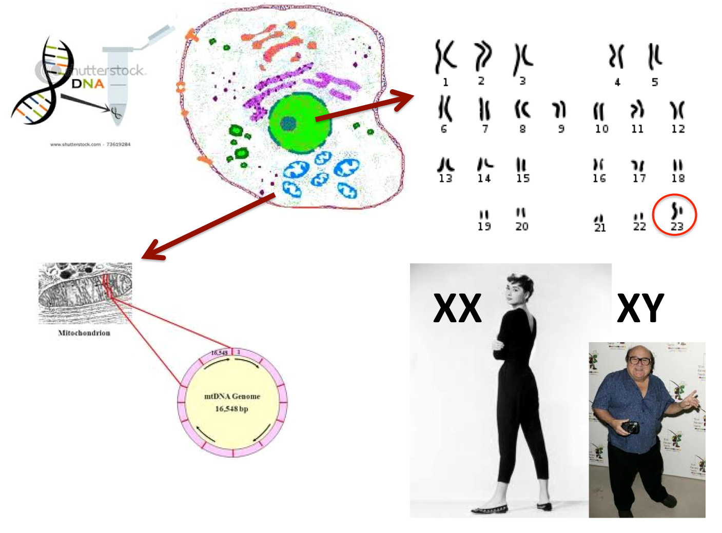 DNA and Family Tree Research: Chromosomes, Markers & Evolutionary Trees