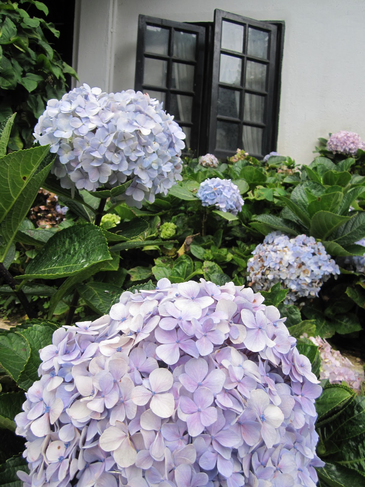 Sekadar Coretan..................: Hydrengea @ Bunga Zaleha