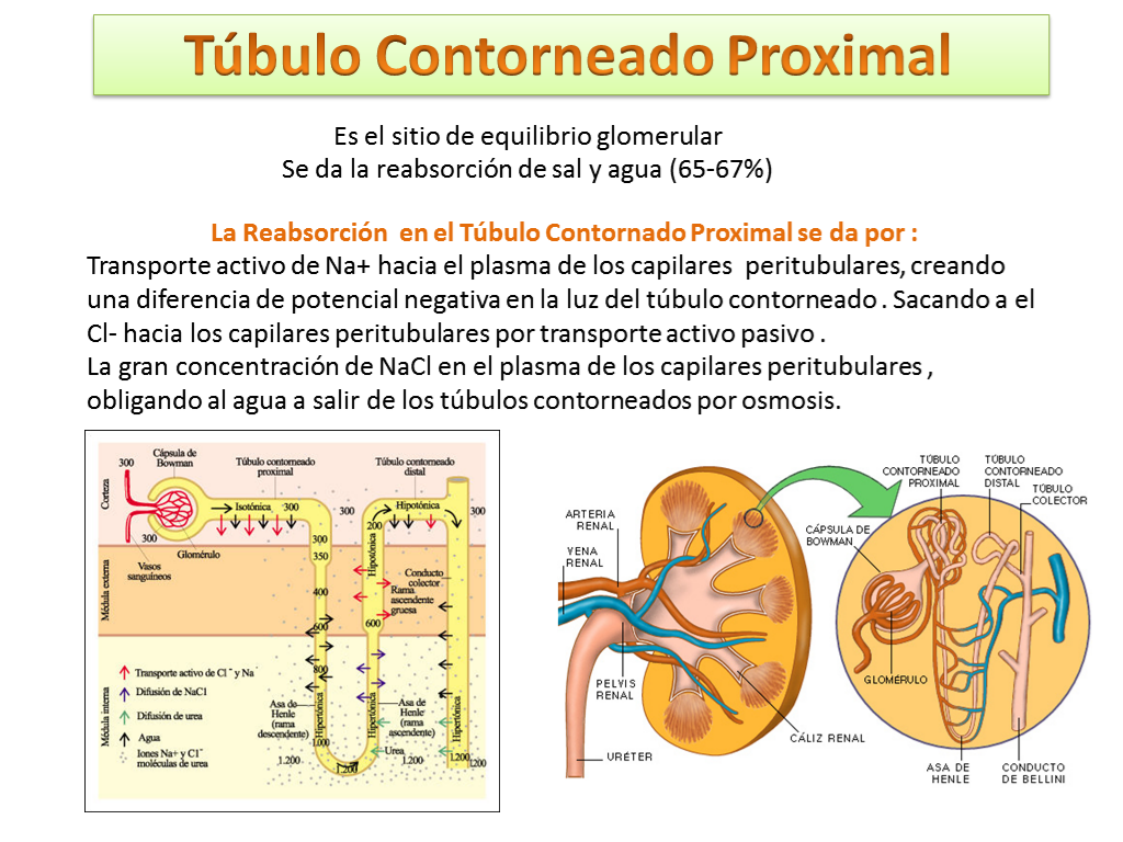UAS - Fisiologia Medica : Reabsorción del Túbulo Contorneado Proximal*