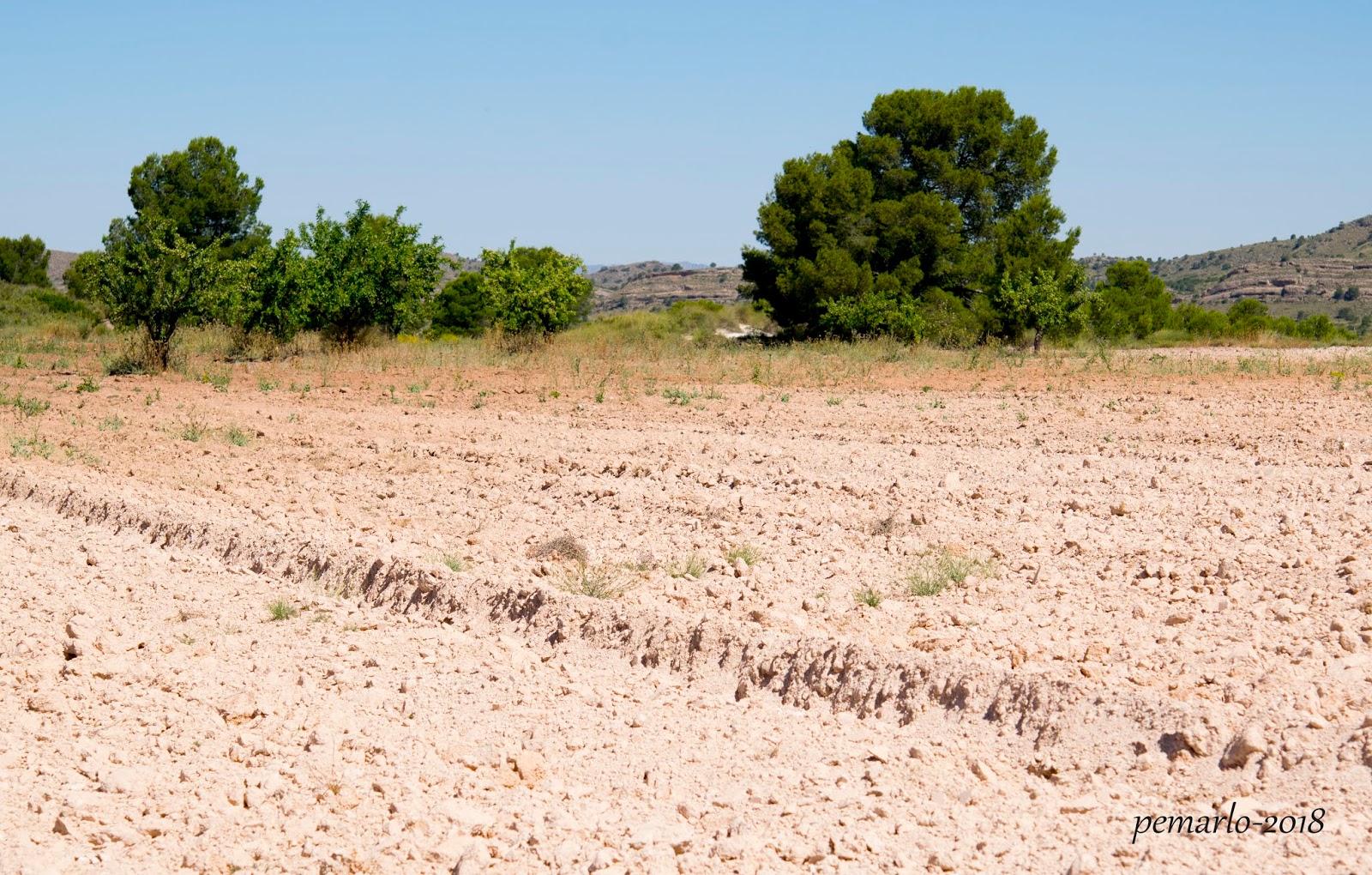 Plantas de Murcia: LAPPULA PATULA EN LA CELIA (JUMILLA). Fotos del mes ...