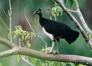 Burung Maleo Sulawesi - Indonesia - Alam Mentari