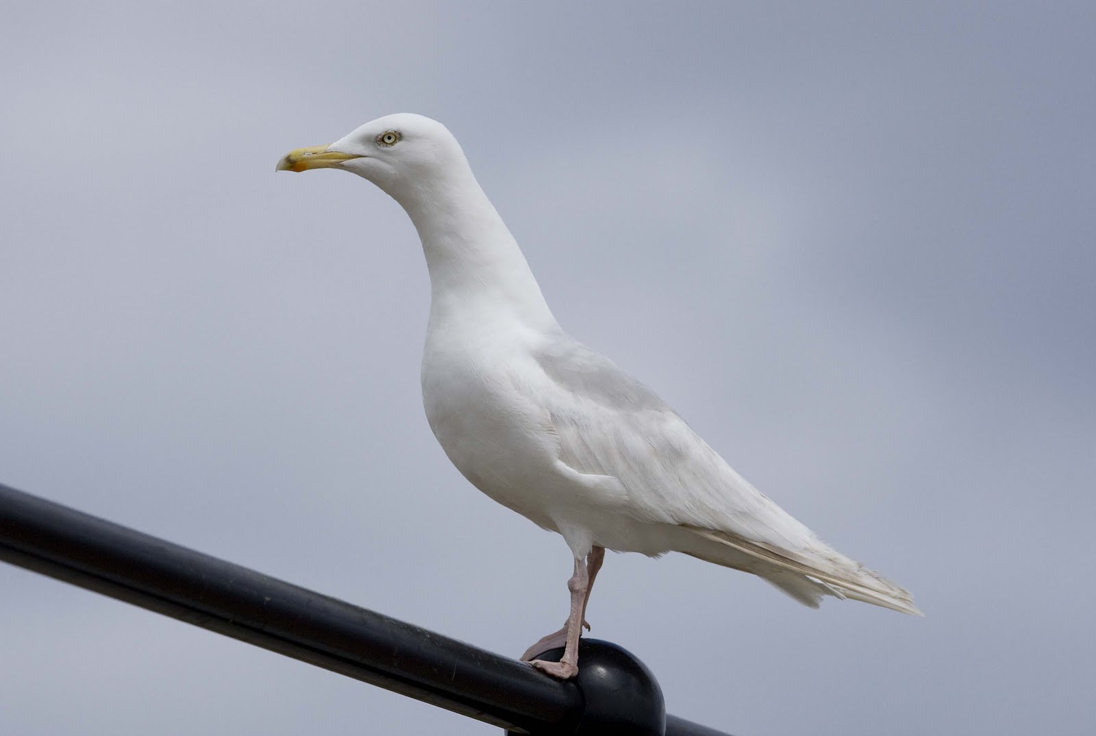 Druridge Diary: white gull - new evidence