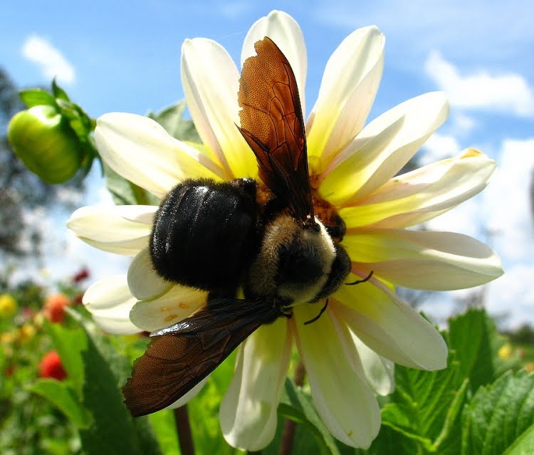 Almas Que Brilham : A Mamangava