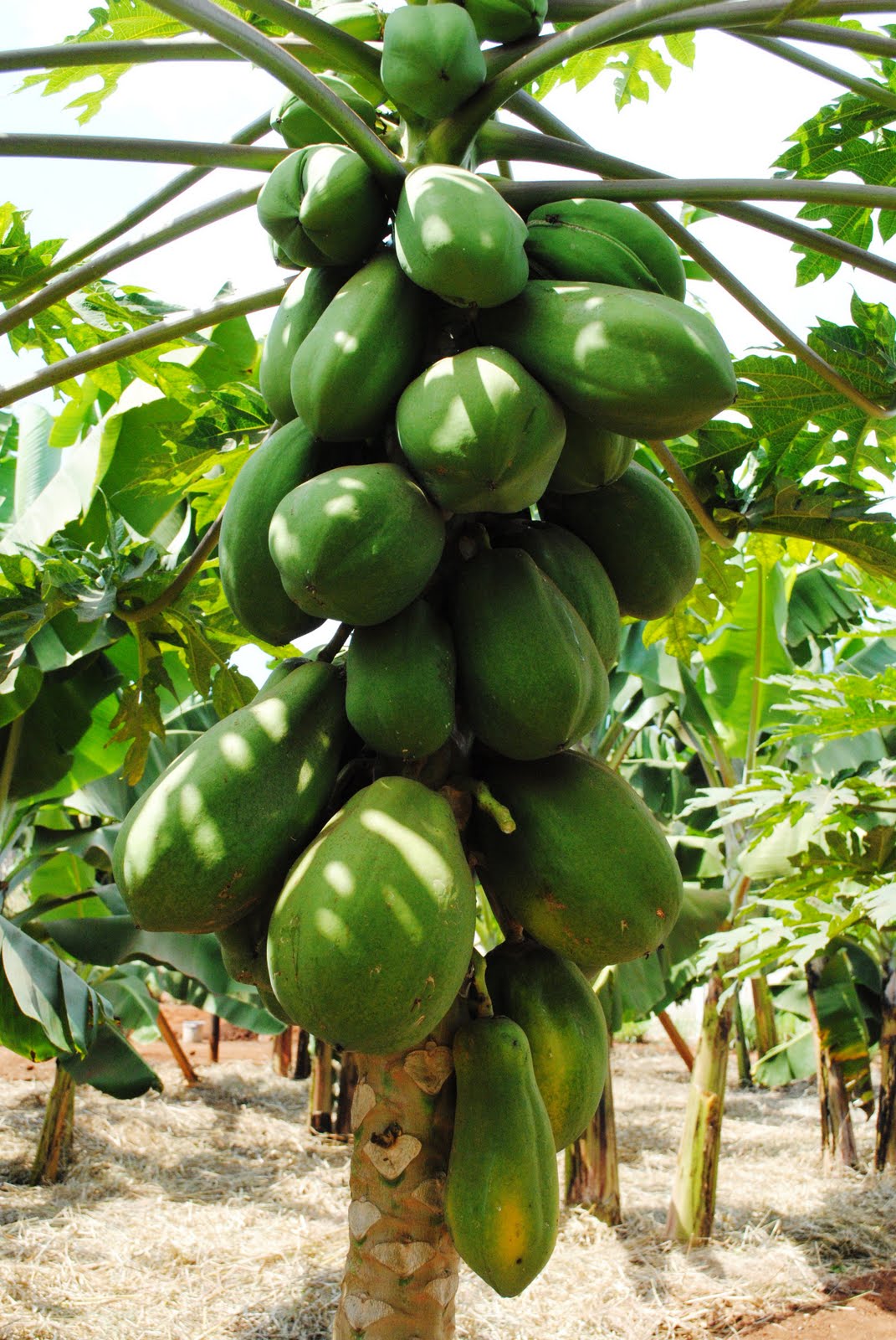 MCHE WA MPAPAI UKIWA NA MATUNDA YA MAPAPAI BANDA LA KINONDONI | MTANDA BLOG