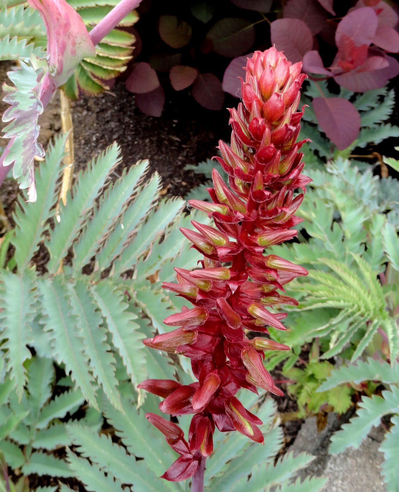 danger garden: Where the Melianthus blooms…