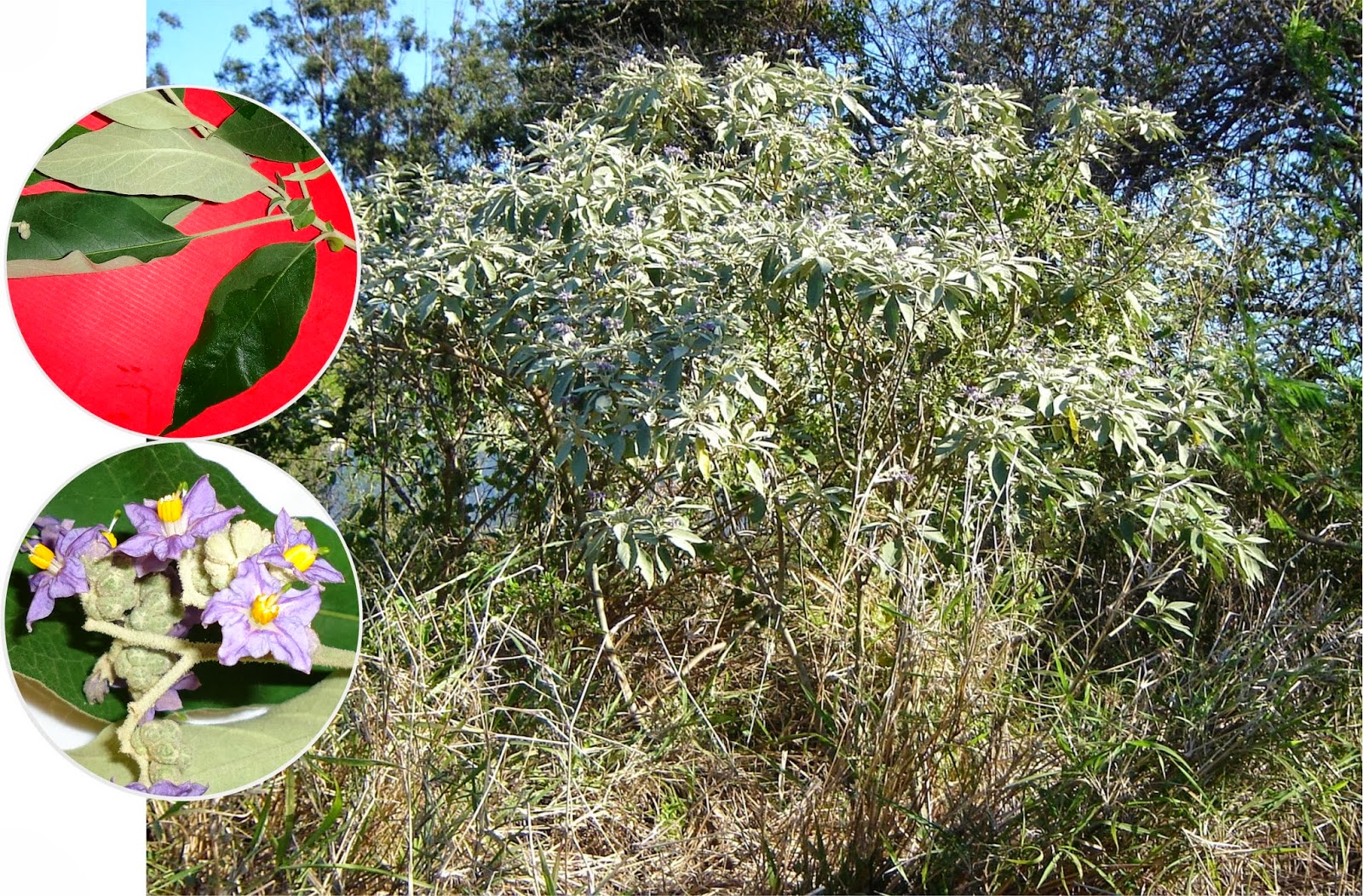 v e r d e c h a c o: Fumo Bravo / Tabaquillo / Palo blanco