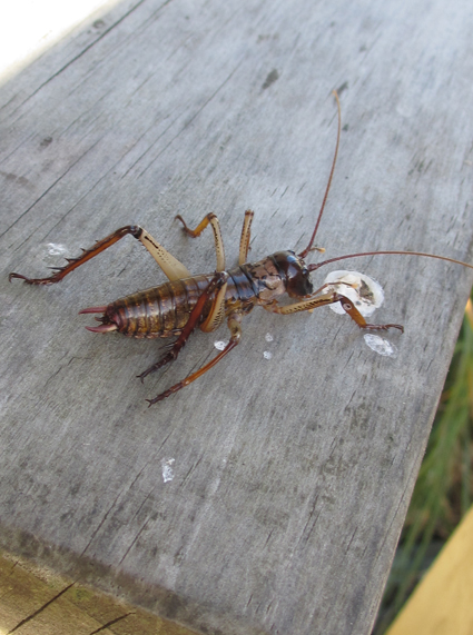 Egg Venturous: Unforgettable Weta I Have Met