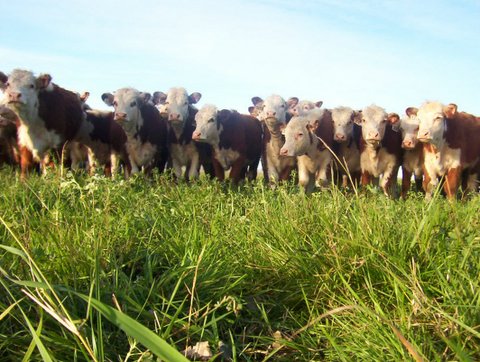 Manejo de Pasturas en verano | Somos Campo