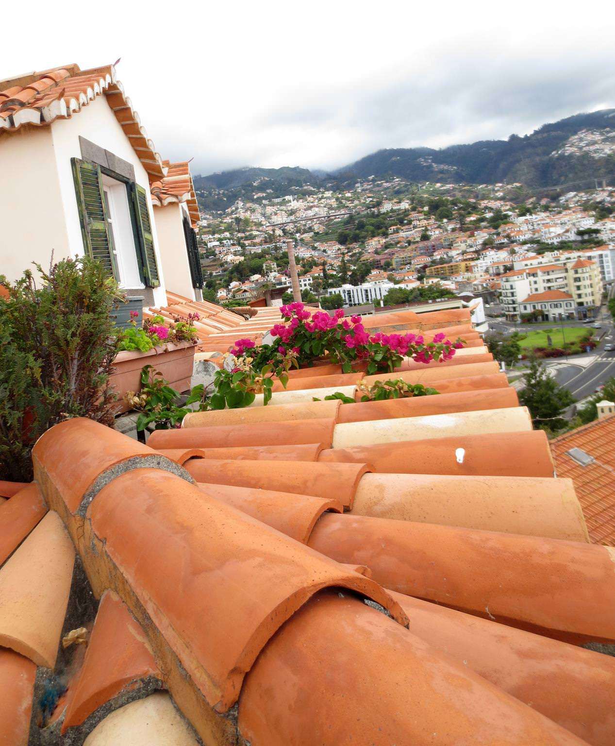 roofs with flowers - Funchal Daily Photo