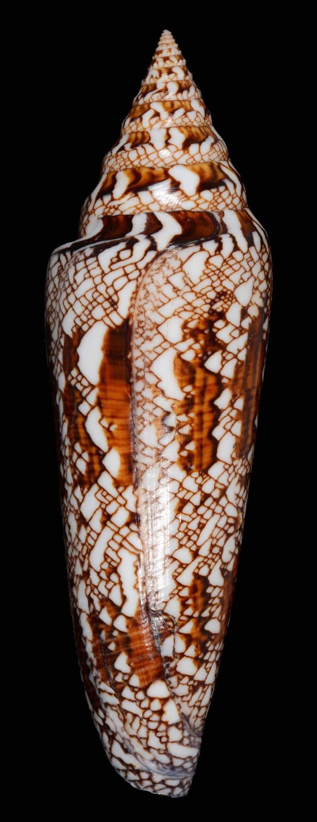 Dr. Lee's Gallery Museum: Conus bengalensis 123.2mm (Long and dark) 孟加拉芋螺