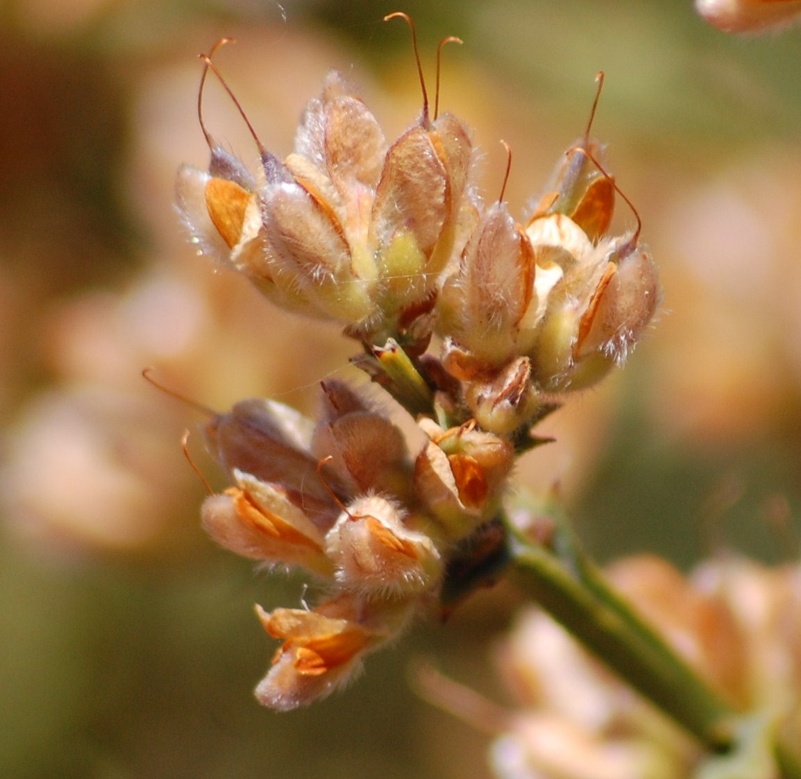 Plantas: Beleza e Diversidade: Carqueja (Pterospartum tridentatum)
