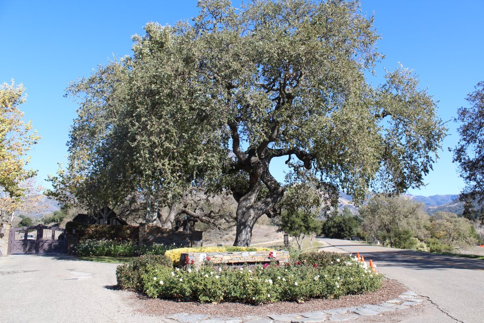 Michael Jackson Covers - Av. Paulista / SP: Tributo a Michael Jackson ...