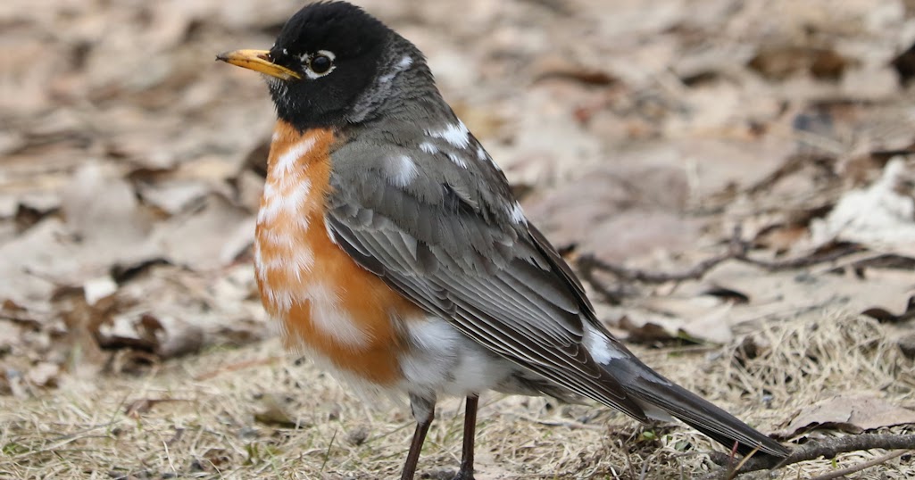 Thoughts and things: Leucism in Animals