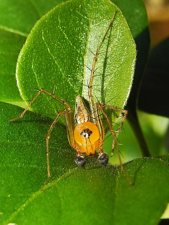 The Explorer : Spider: Huge Yellow Head