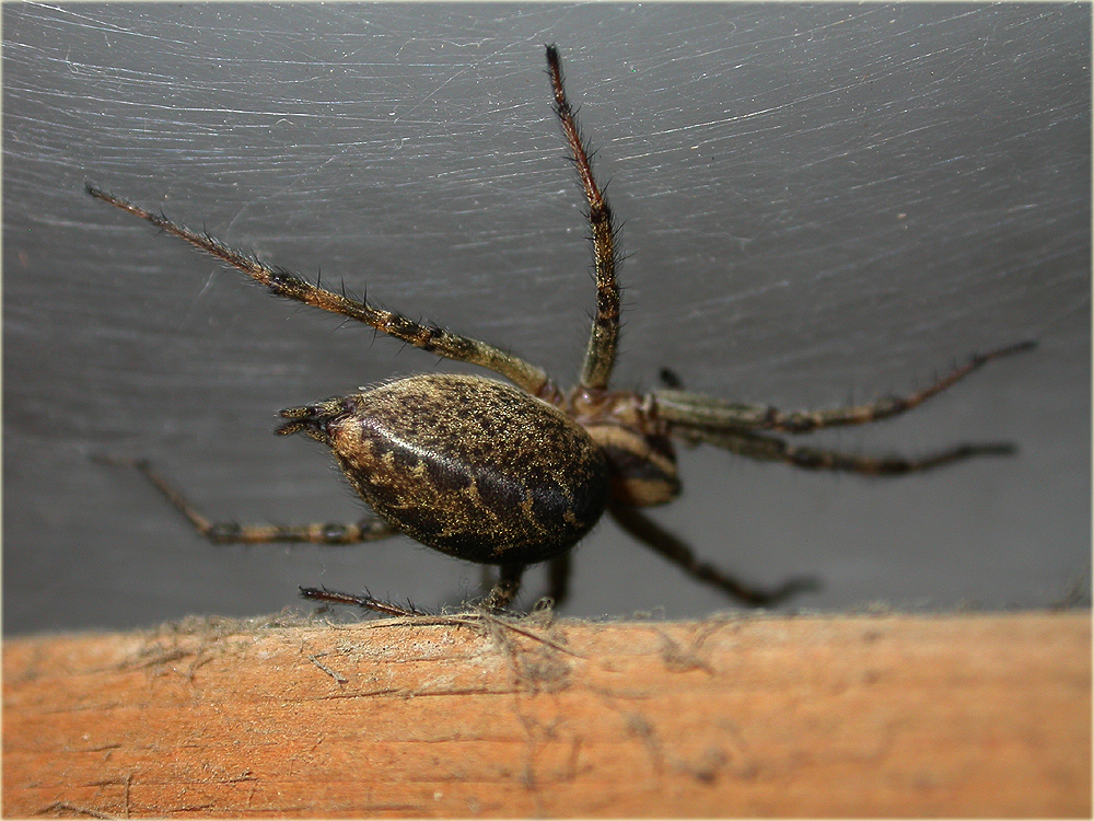 Arachnerds: Labyrinth Spider - Agelena labyrinthica