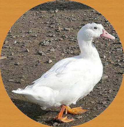 SOCIÉTÉ D'HISTOIRE DU HAUT-RICHELIEU: LA CANE TÉMOIGNE...