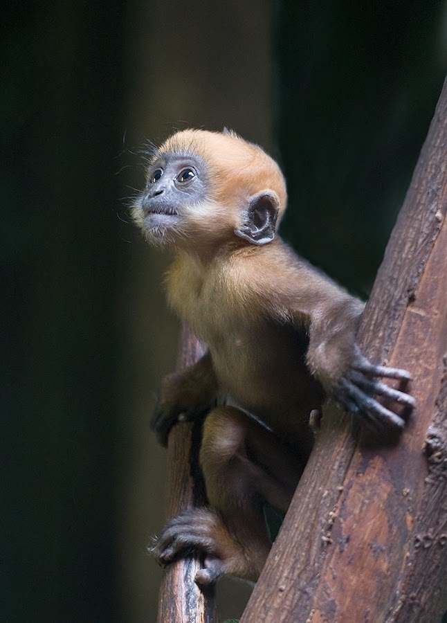 Francois's leaf monkey - World Of Animals