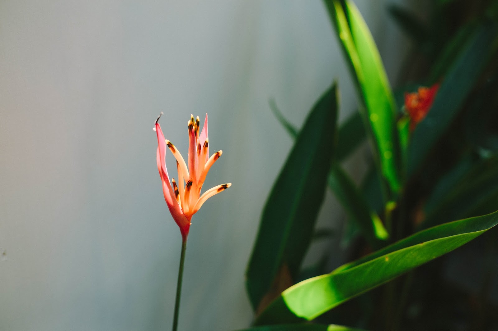 Indonesian-inspired choko curry + photos from Bali! – My Darling Lemon ...