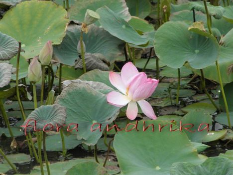 Flora Andhrika-Plant Wealth of Andhra Pradesh, India: Flora Andhrika ...