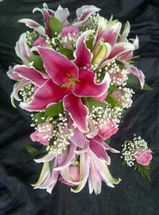 Warna: Bunga Lily dan Jenis + Perawatannya