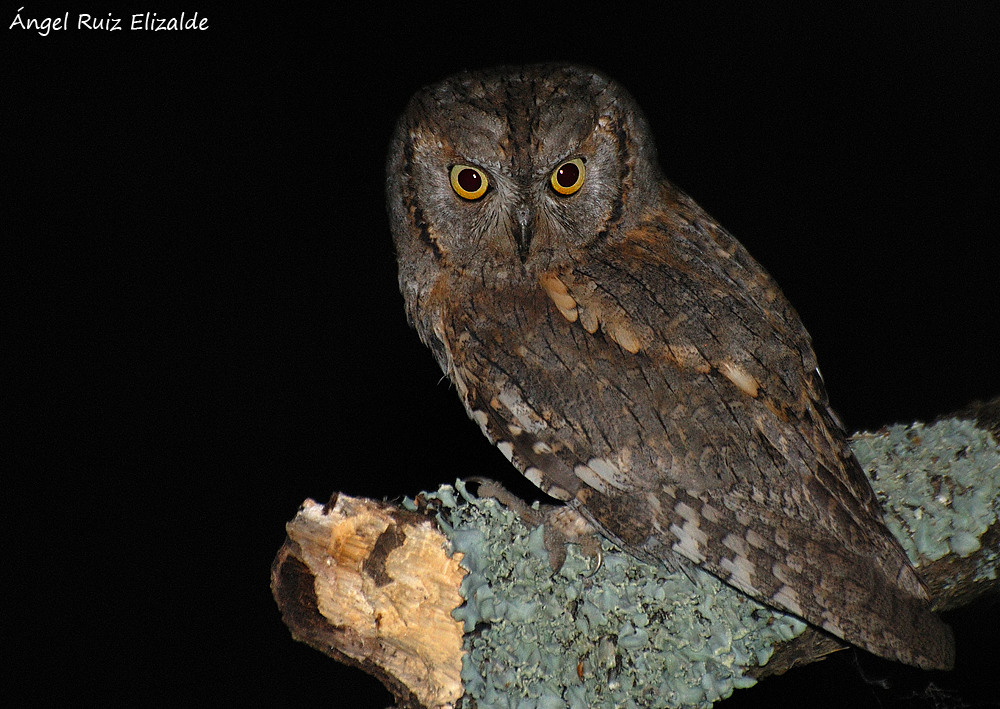 Aves de la Ría de Ajo: Autillo europeo (Otus scops) en Ajo...