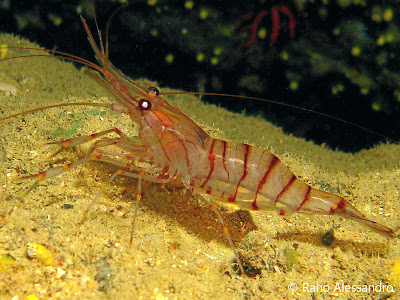 Necton e Plancton: Crostacei