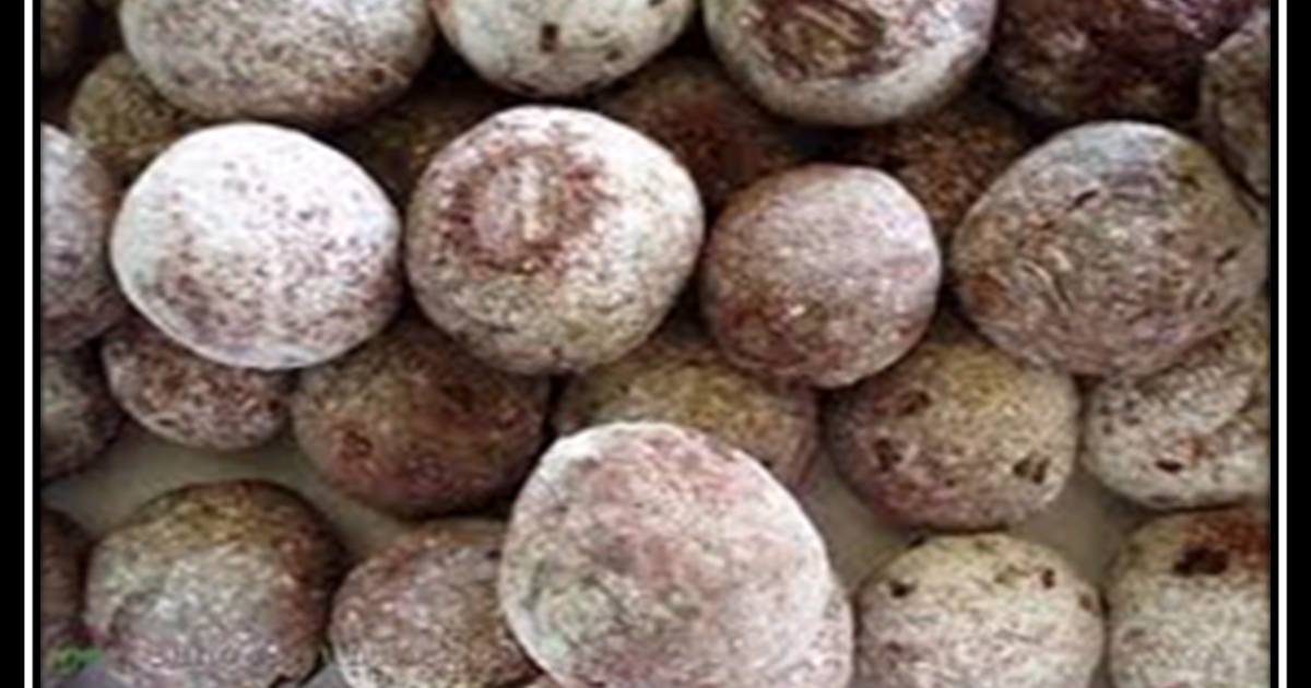 Agriculture & Microbiology 101: EM Mudballs