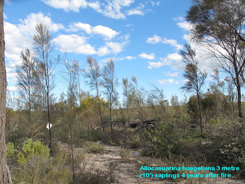 Esperance Wildflowers: Allocasuarina huegeliana – Rock Sheoak