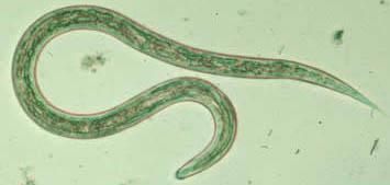 Allergic Conjunctivitis Treatments: New Treatments: Helminth Therapy