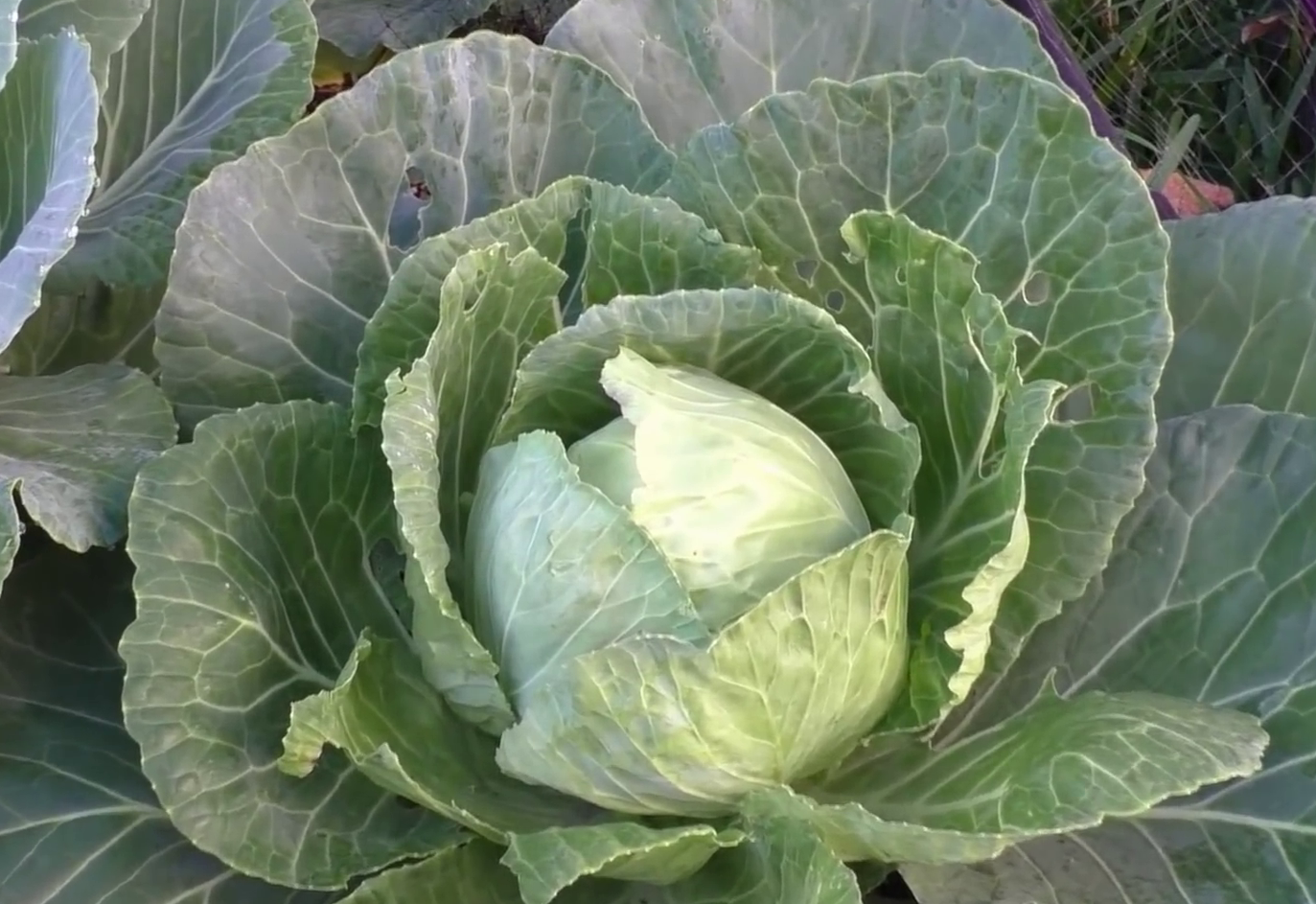 CARA MENANAM / BUDIDAYA KUBIS /KOL DI POT /POLYBAG | Pertanian