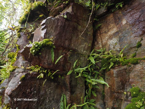 The rainforests of Borneo & Southeast Asia: Sandstone mountain of ...