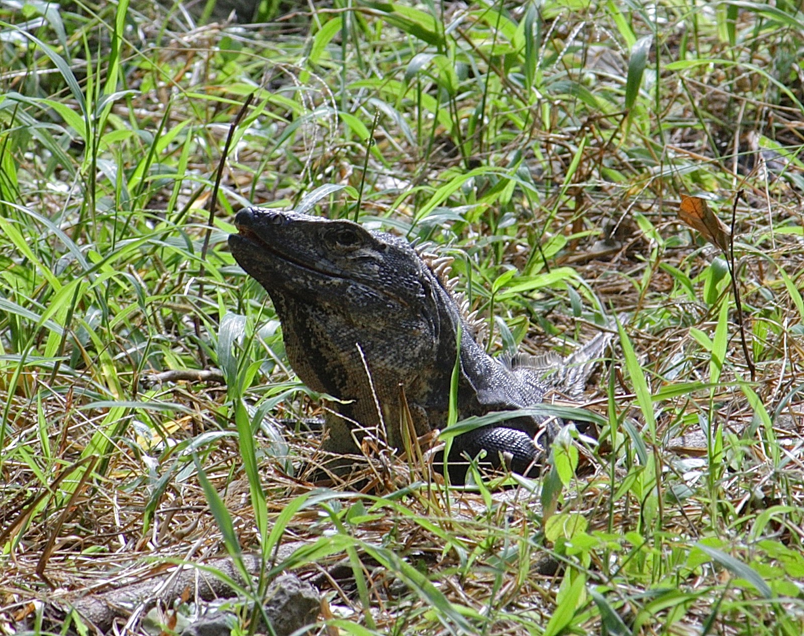 Wildlife Observation Journal: Coati, agouti, iguanas, and captive ...